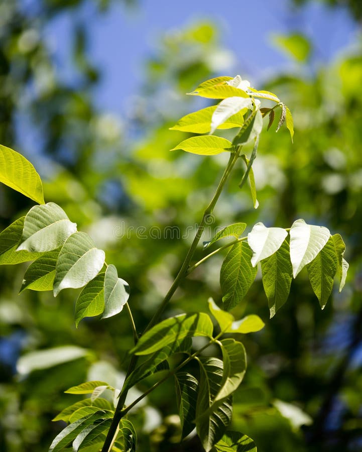 Branch of a Plant with Green Leaves in the Open Air Stock Photo - Image ...