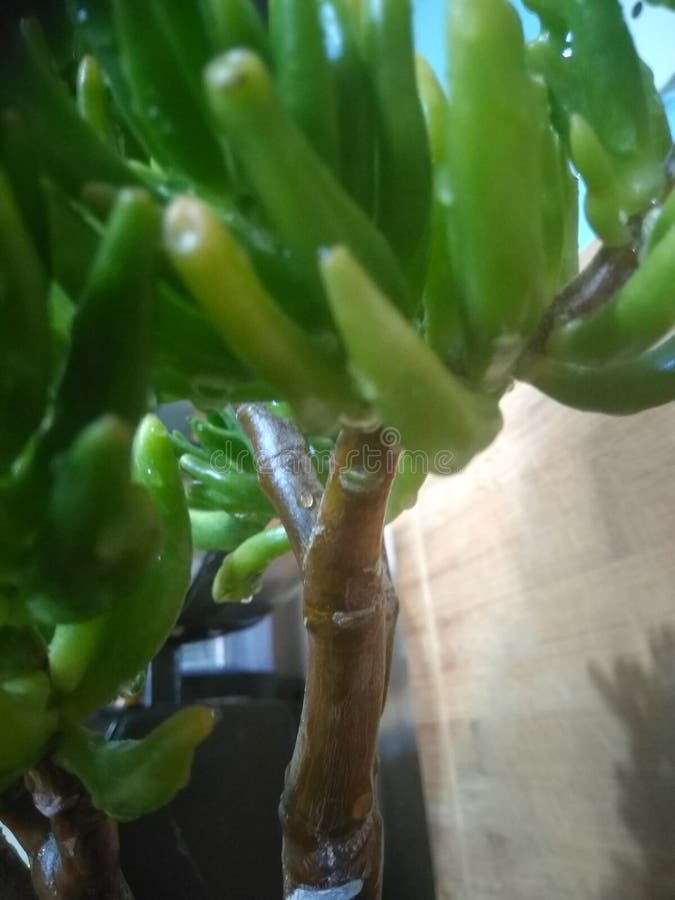 Branch of a plant stock photo. Image of green, branch - 158936460