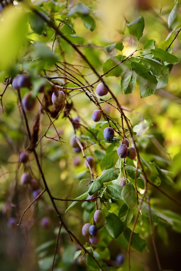 Branch of a Plum Tree with Fruits Hanging on it Stock Photo - Image of ...