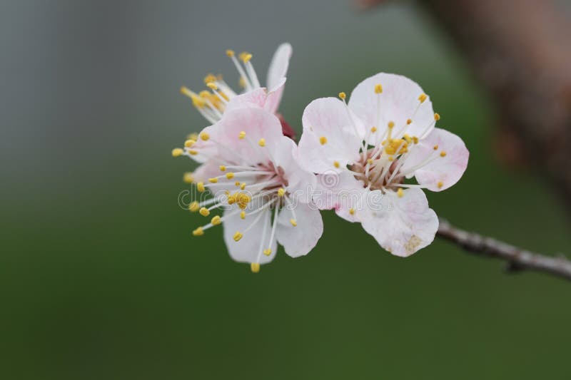 A Branch of a Plum Tree with Pink Flowers Stock Photo - Image of flora ...