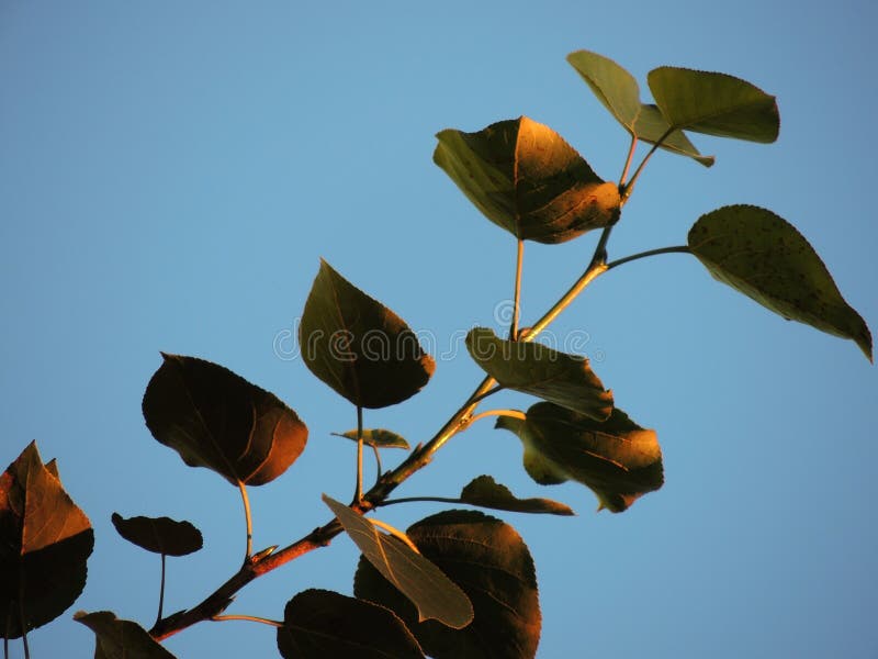 A Branch Of Poplar With Green Leaves Stock Photo - Image of green ...