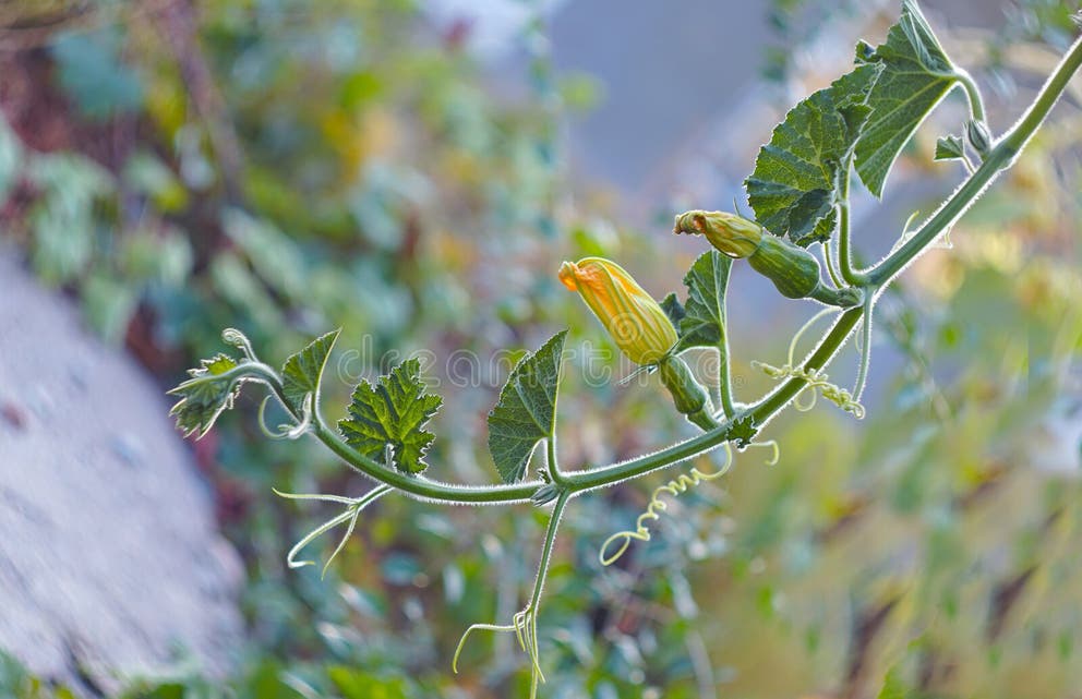 A Branch of the Pumpkin is Hanging Stock Photo - Image of plant, ripe ...