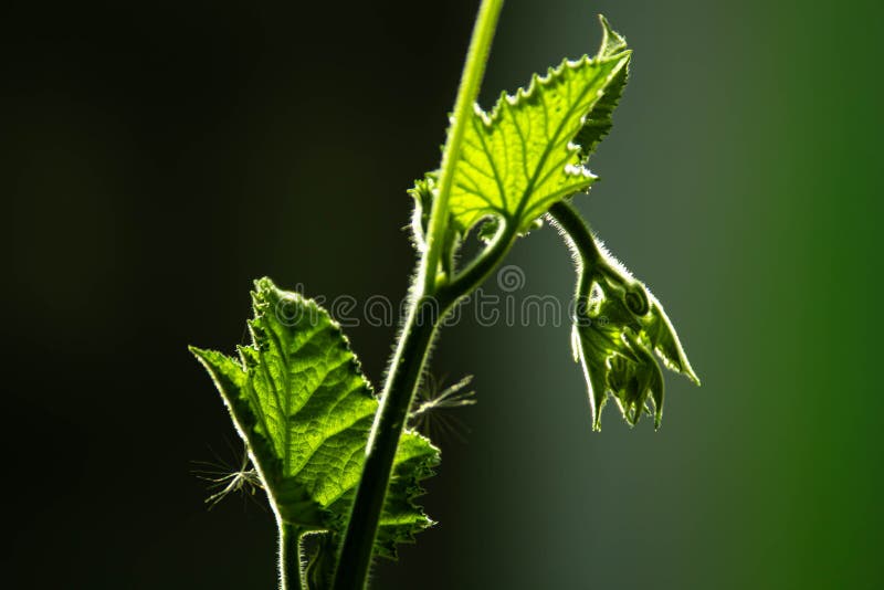 Branch of Pumpkin Leaf Isolated Stock Image - Image of fruit, foliage ...