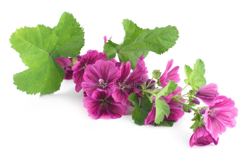 Marsh Mallow (Althaea Officinalis) Stock Image - Image of bronchitis ...