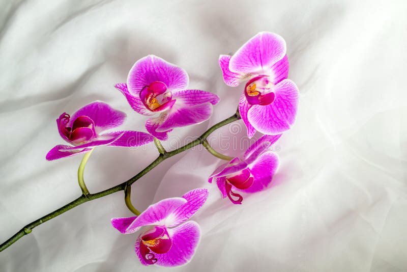 The Branch of Purple Orchids Stock Image - Image of gift, orchid: 166074913
