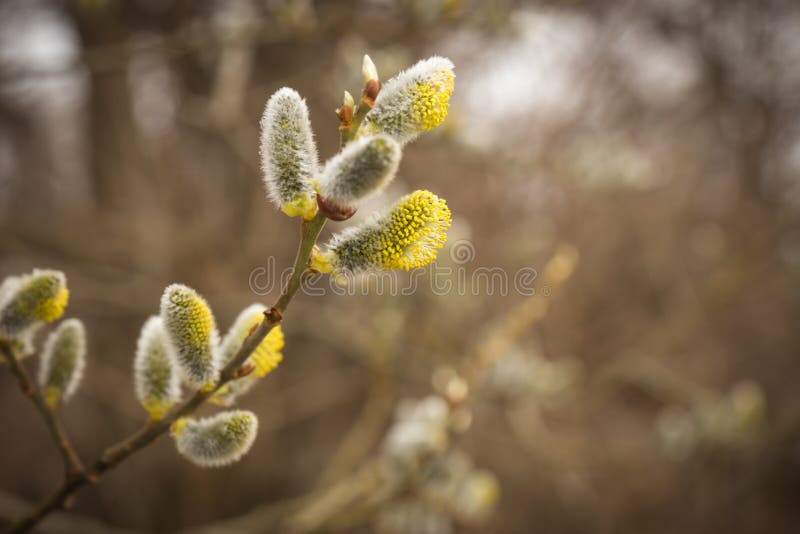 Branch Pussy Willow Fresh Fuzzy Buds Spring Stock Photos - Free ...
