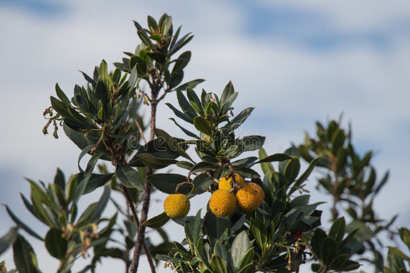 Branch of Rambutan Tree with Yellow Fruits. Stock Image - Image of ...