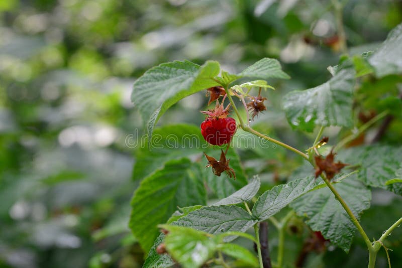 Raspberries in the Garden on the Branches of a Bush. Stock Photo ...