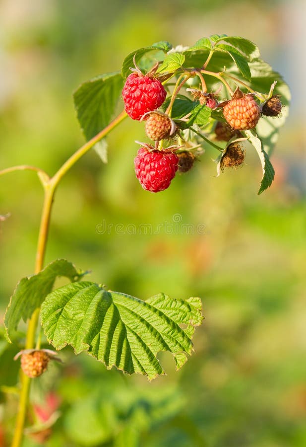 Branch raspberry stock image. Image of eating, organic - 26804455