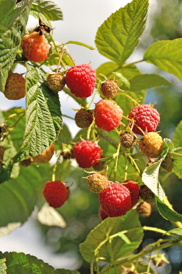 Branch of raspberry stock image. Image of ripe, vibrant - 37947541