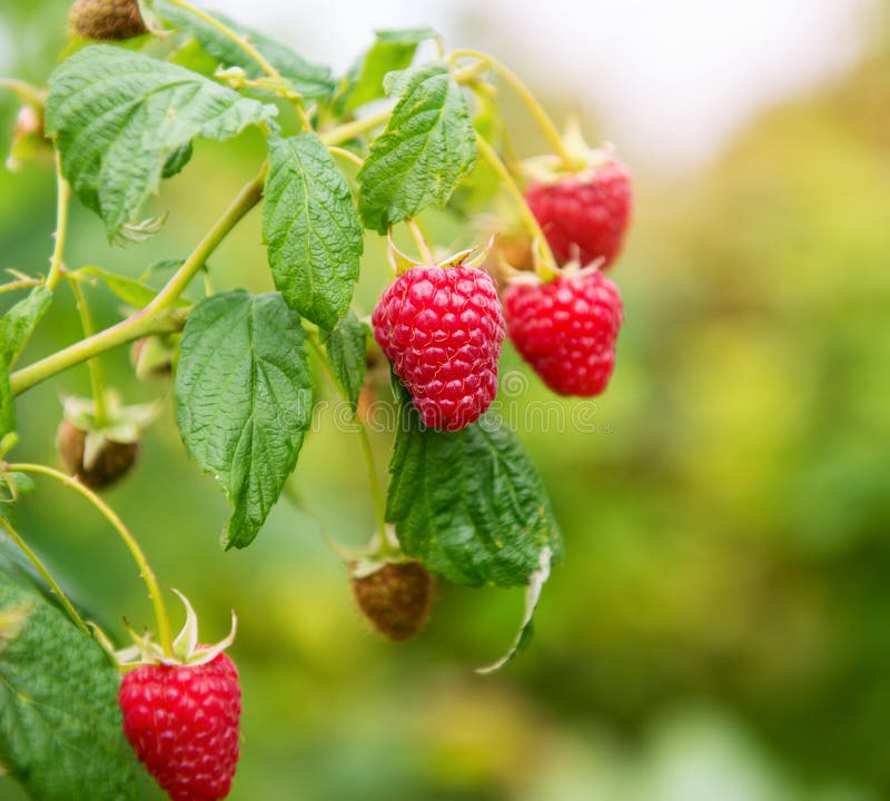 Branch Of Raspberry With Big Red Ripe Berries. Gardening Stock Photo ...