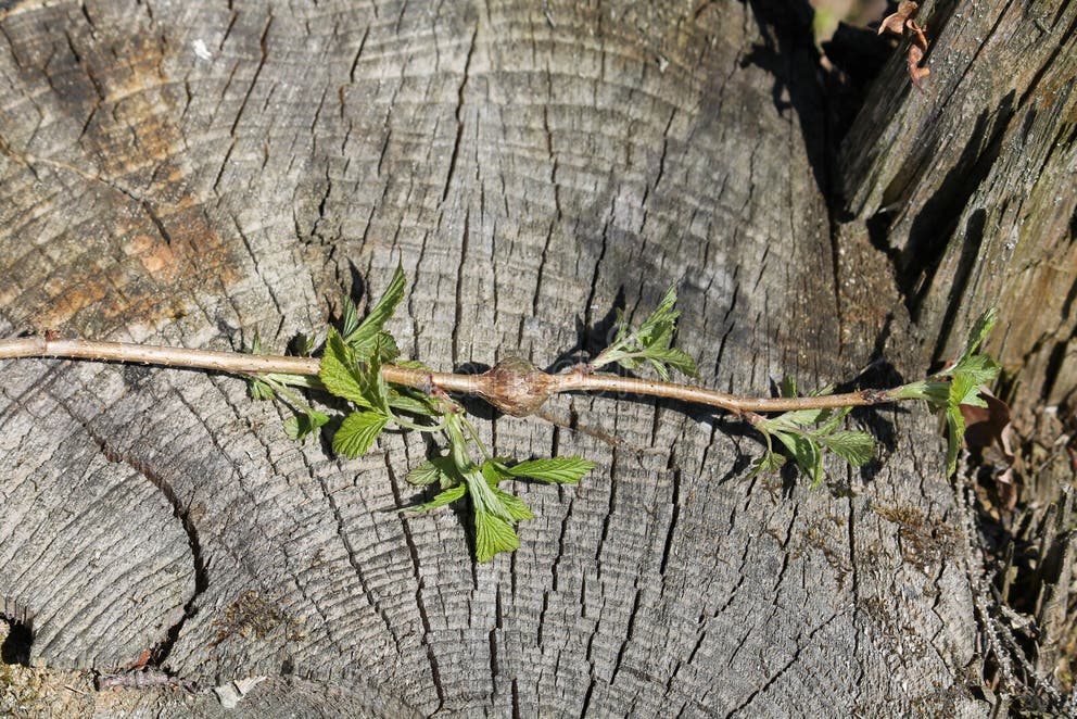 Branch of Raspberry with Gall of Raspberry Gall Midge Lasioptera Rubi ...