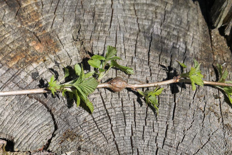 Branch of Raspberry with Gall of Raspberry Gall Midge Lasioptera Rubi ...
