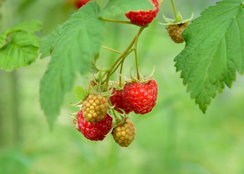 Raspberry in the Garden, Harvest Time Stock Image - Image of vitamin ...
