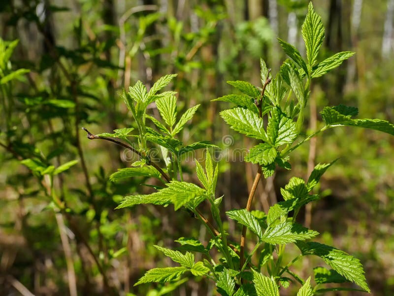 Branch of Raspberry with Green Leaves Close-up Stock Image - Image of ...
