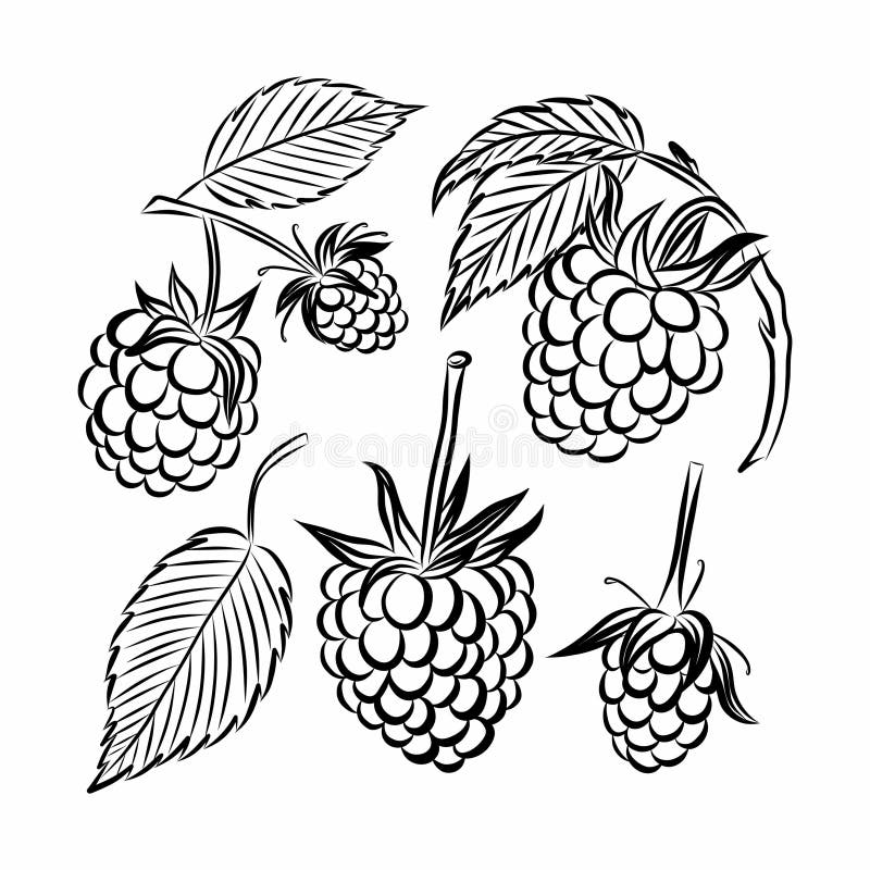 A Branch of Raspberry. Outline Raspberry. Design Festive Cards and ...