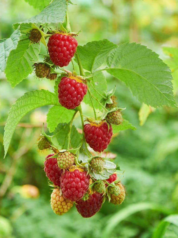 Branch Of Raspberry With Big Red Ripe Berries. Gardening Stock Photo ...