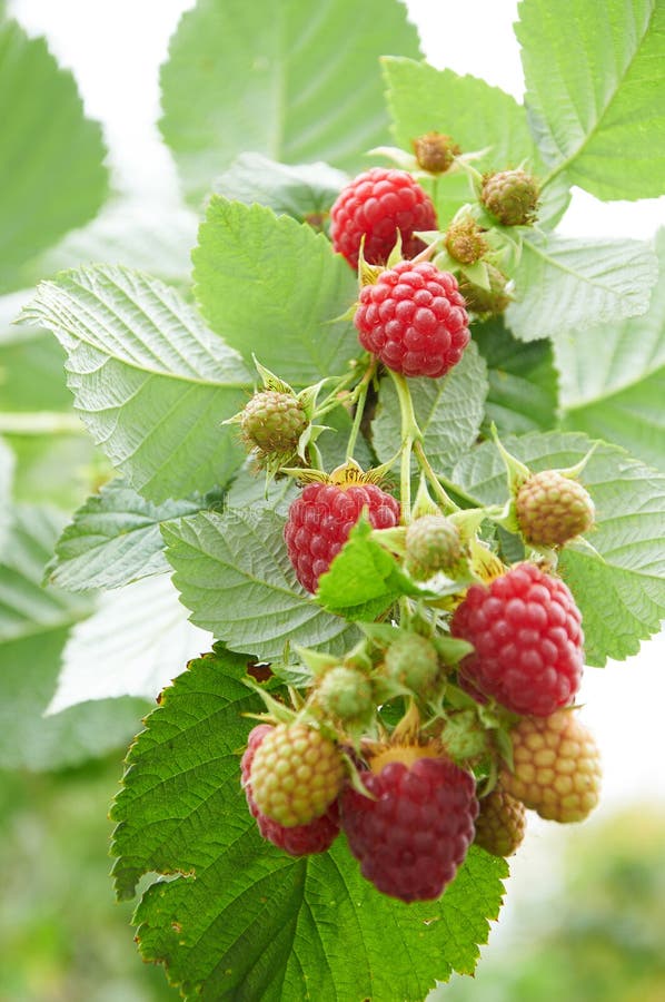 Branch of Raspberry with Red Ripe Berries Stock Image - Image of ...