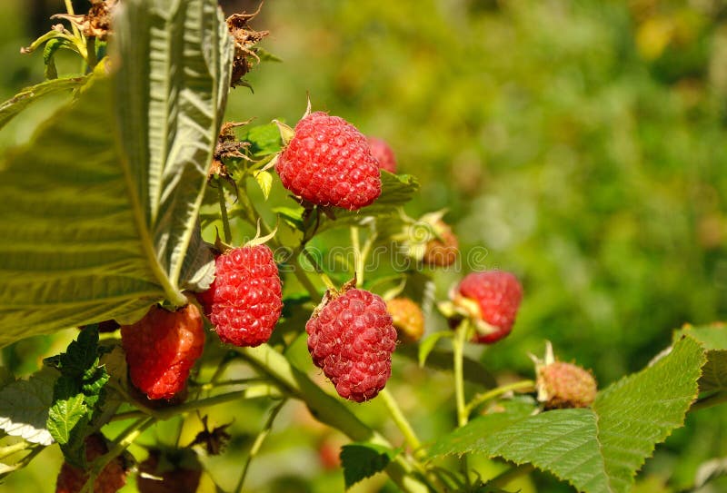 Branch of raspberry stock image. Image of summer, vegetarian - 34760351