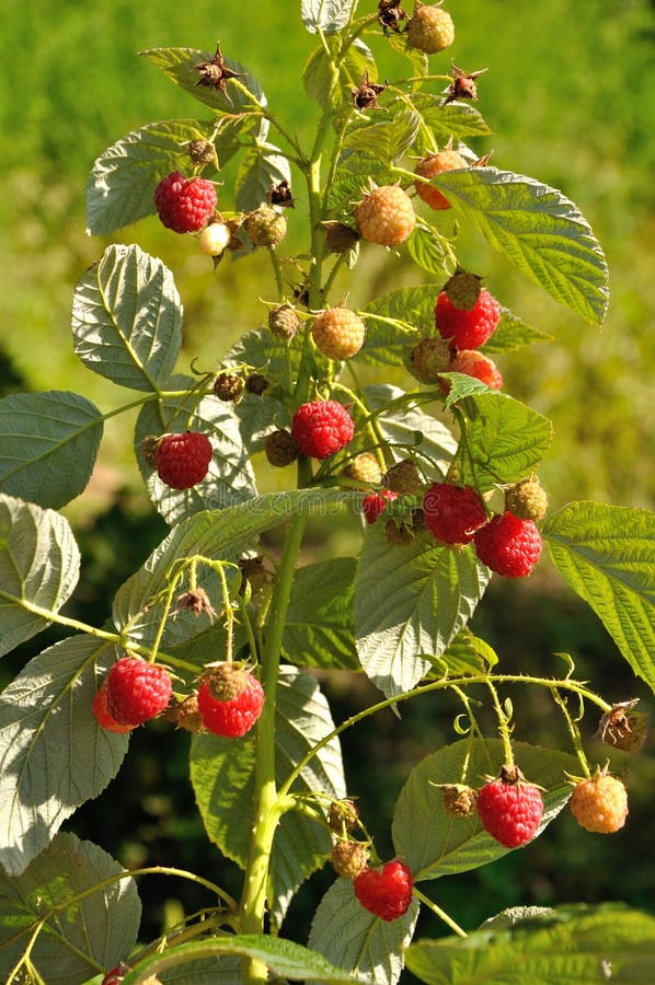 Branch of raspberry stock image. Image of ripe, group - 34760361