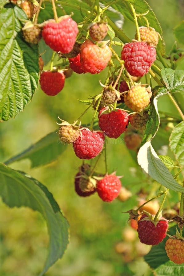Branch of raspberry stock photo. Image of bunch, food - 34761858
