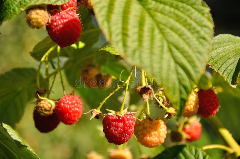 Branch of raspberry stock photo. Image of fruit, nature - 34761864