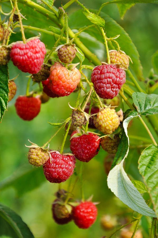 Branch of raspberry stock image. Image of group, twig - 36537439