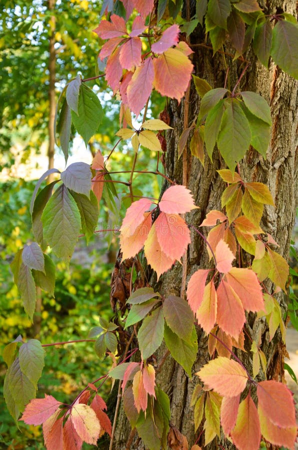 Branch of Red Autumn Wild Grape Leaves Stock Image - Image of green ...