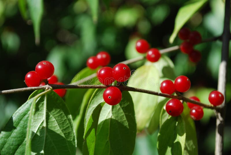 A branch with red berries stock image. Image of flavorful - 11799677