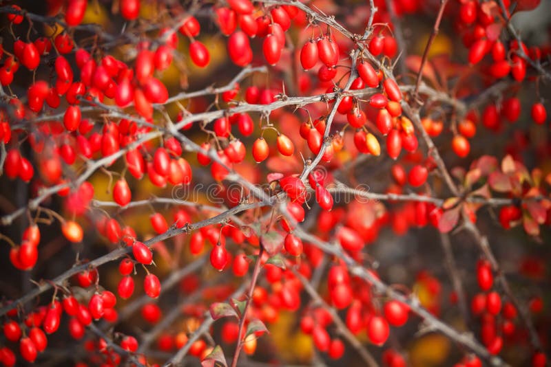 Branch with red berries stock image. Image of park, bright - 27527953