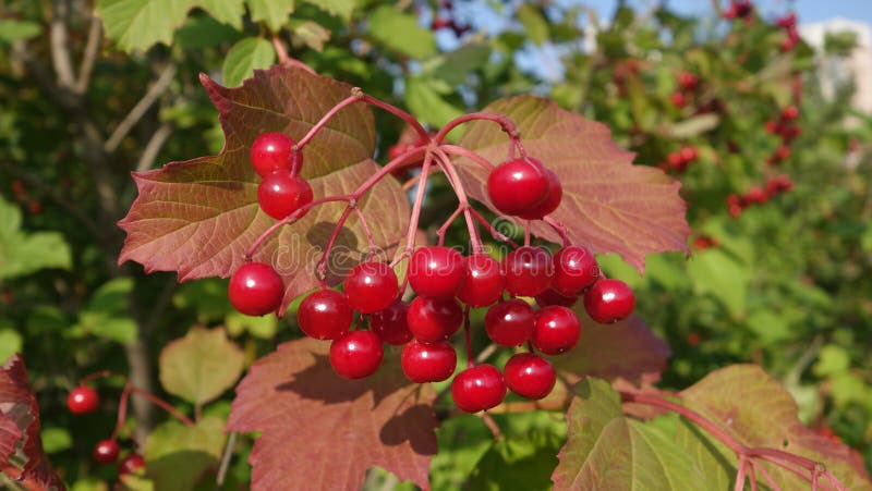 Branch with red berries stock photo. Image of leaves - 125150056