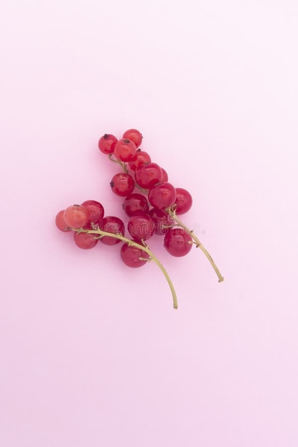 Branch of Red Berries Red Currant on a Pink Background Stock Photo ...