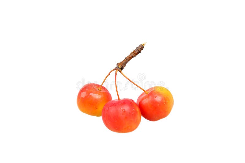 Branch with Red Berries (decorative Apple Tree or Malus Sargentii ...