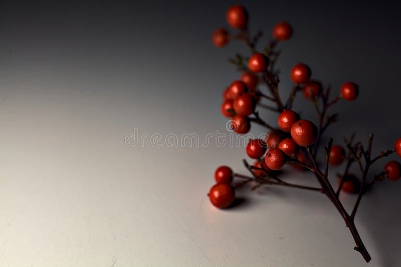 Branch with Red Berries on a Gray Surface Seen Up Close Stock Image ...