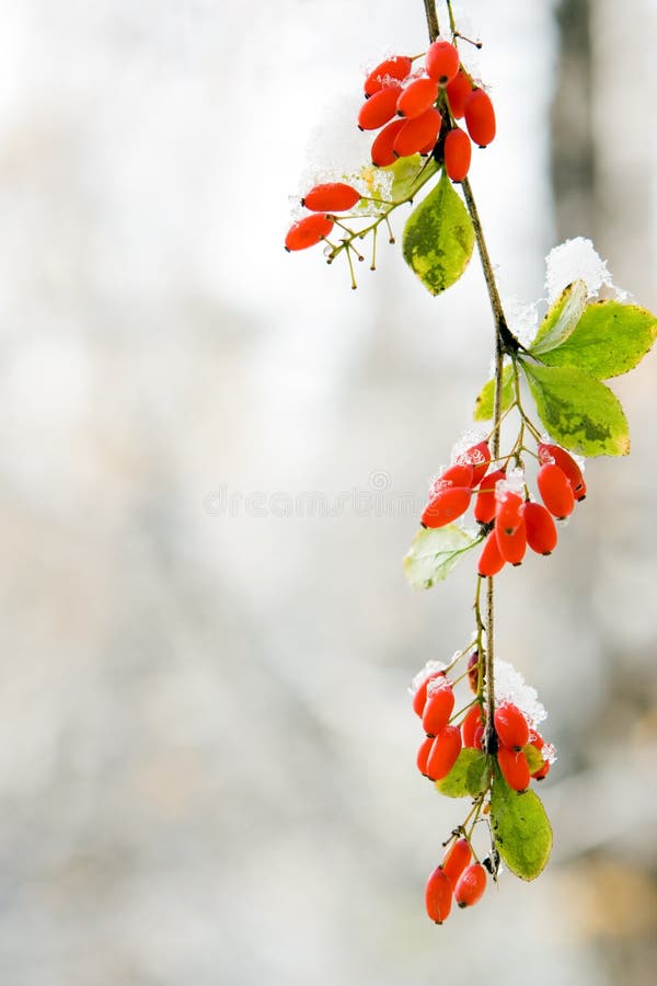 Branch red berry with leaf stock photo. Image of collection - 3318854