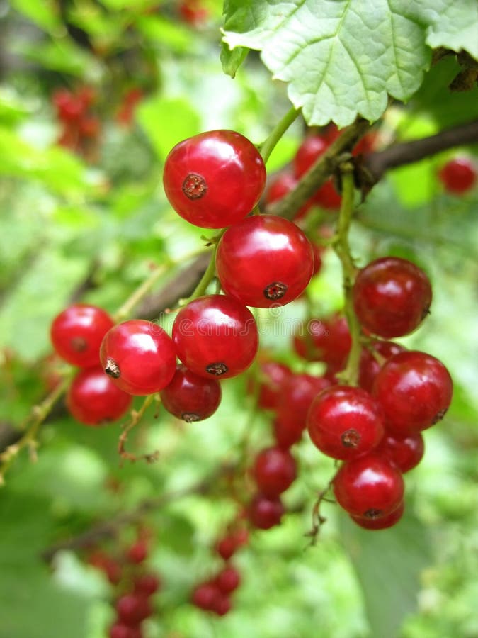 Branch of red currant stock photo. Image of leaf, grown - 26591528