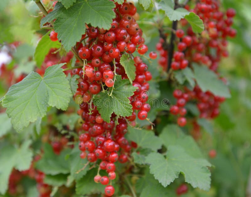 Branch of Red Currant with Berries (Ribes Rubrum L. ) Stock Photo ...