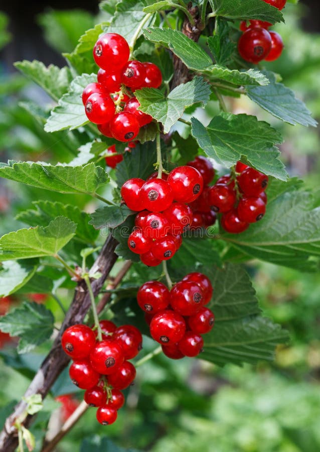 Branch of red currant stock image. Image of berries, food - 40393113
