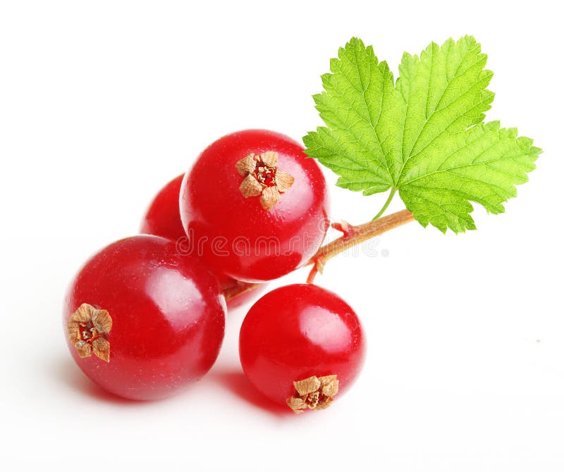 Branch red currants berry stock photo. Image of vibrant - 43097868