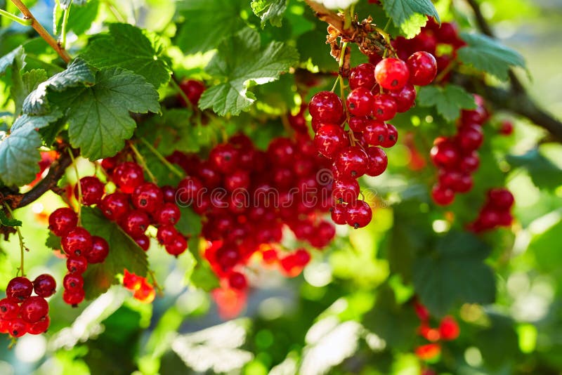 Branch of red currants stock photo. Image of group, freshness - 114202218