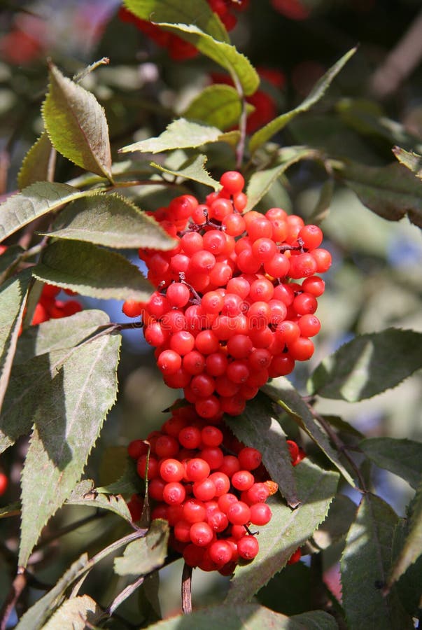 Branch Red Elderberry stock photo. Image of plant, tree - 17853886