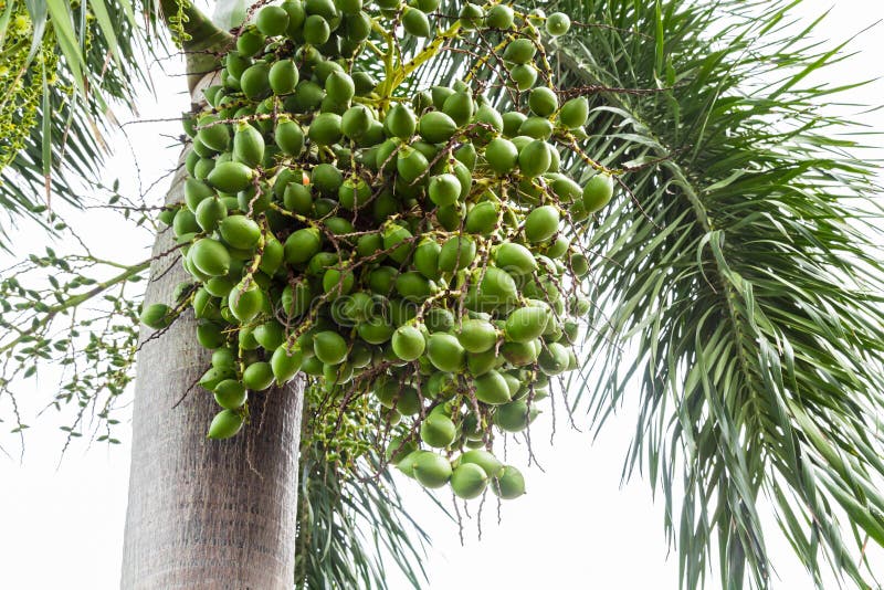 Areca Catechu Areca Nut Palm, Betel Nuts ; Showing Produce on High Tree ...