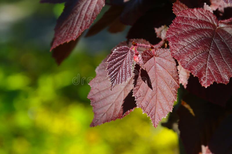 Branch with Red-leaved Hazel Leaves Stock Image - Image of flora, hazel ...