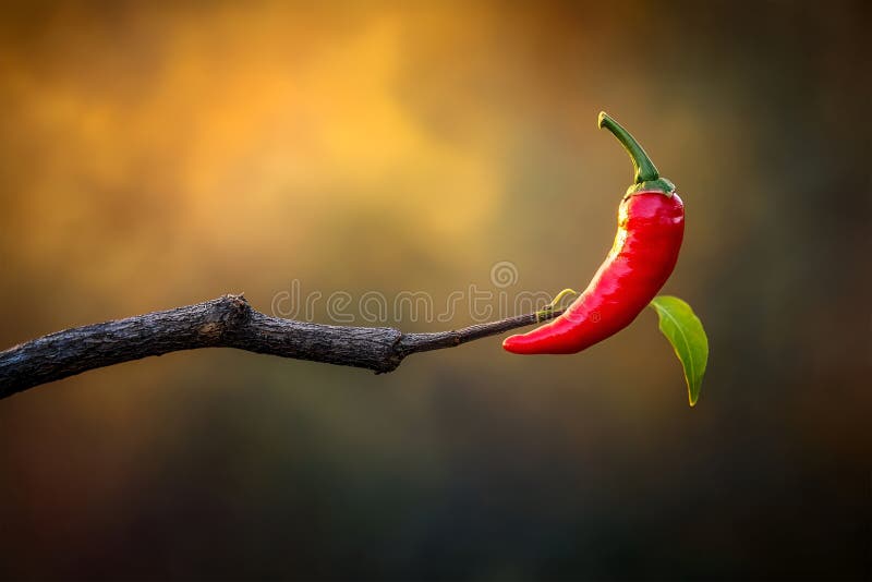 On the Branch of a Red Pepper Tree. Stock Illustration - Illustration ...