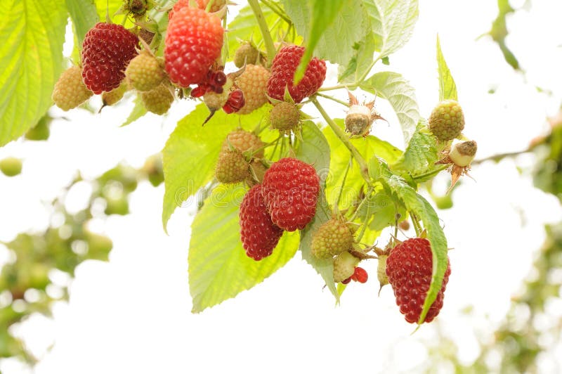 Branch of red raspberry stock photo. Image of growing - 43823134