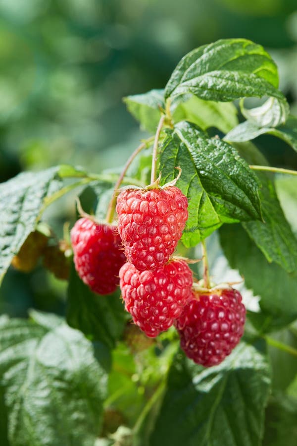 The Branch of Red Ripe Raspberries Stock Photo - Image of delicious ...