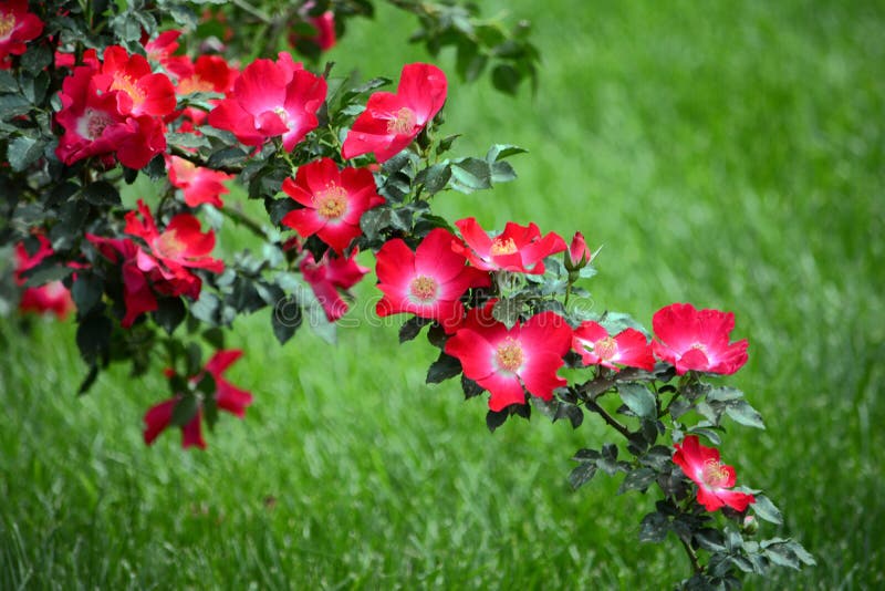 A branch of red rose stock image. Image of monthly, colors - 183236773