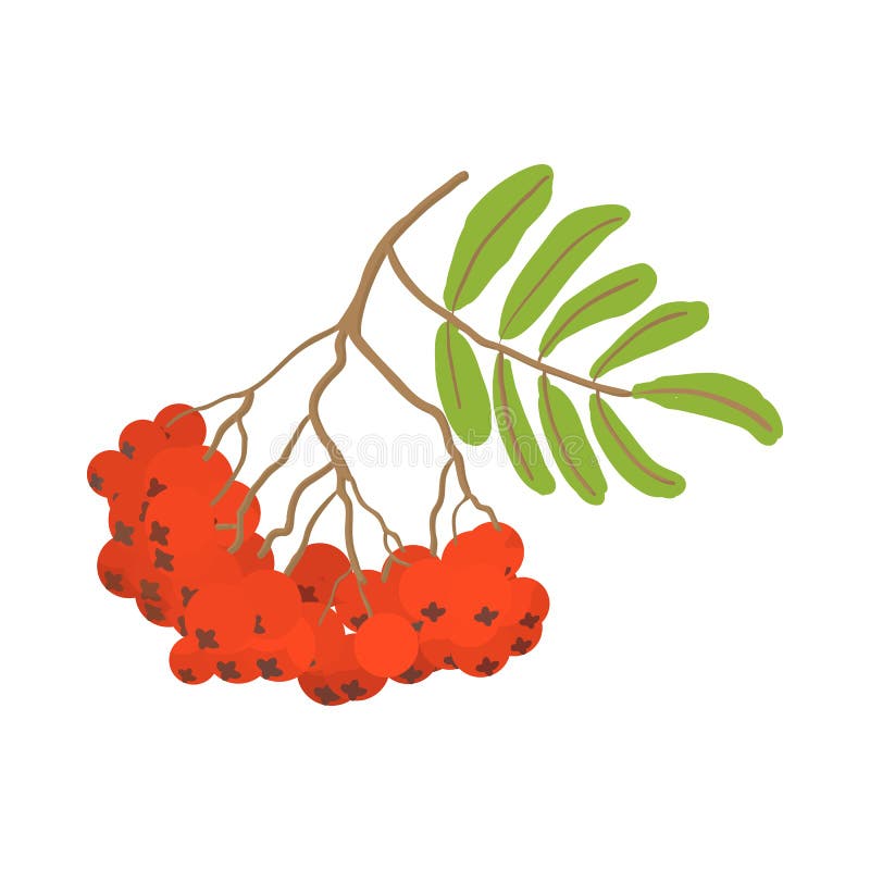 Red Rowan Cartoon Drawing. Vector Illustration Stock Vector ...