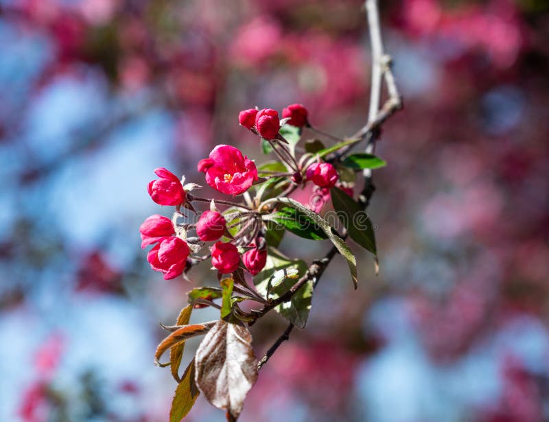 Branch with Red Spring Flowers on Sunny Day Stock Photo - Image of ...