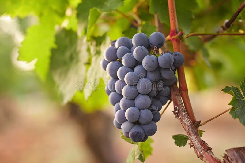 Branch of red wine grape stock photo. Image of closeup - 99357722